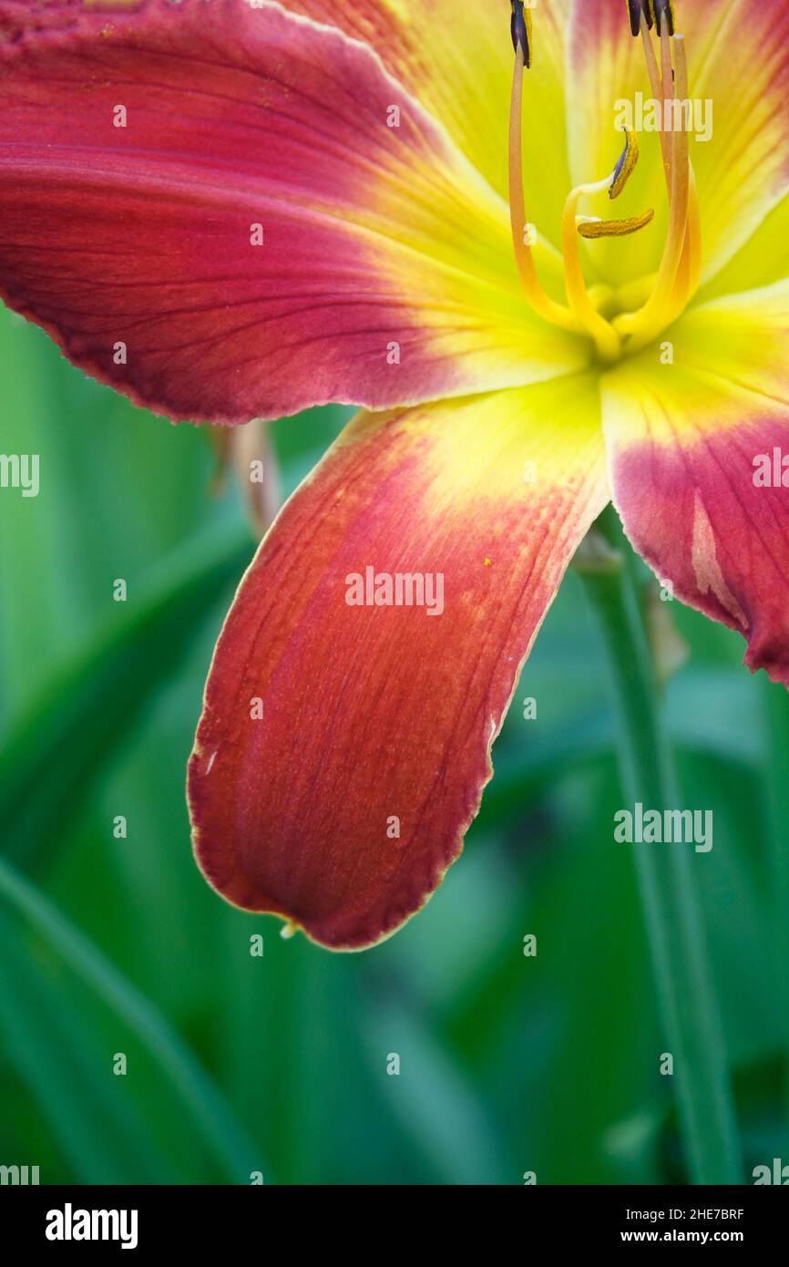 Hemerocallis One Daylily Day Lily Up Close Red Petals Yellow Center eye ...