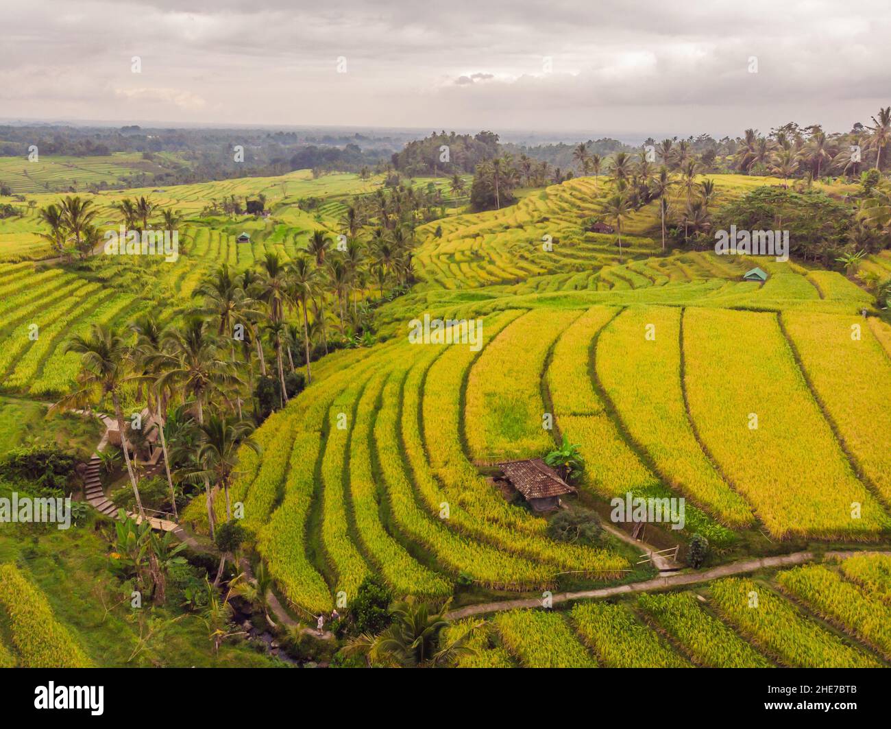 Aerial top view photo from flying drone of green rice fields in ...