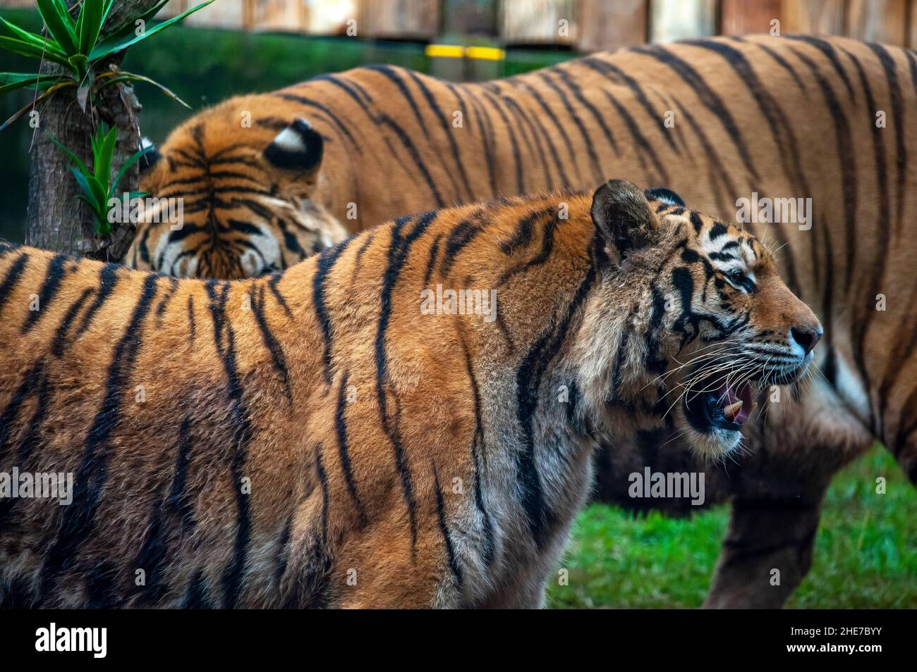 Tiger (Felis tigris), the biggest member of the cat family Stock Photo ...