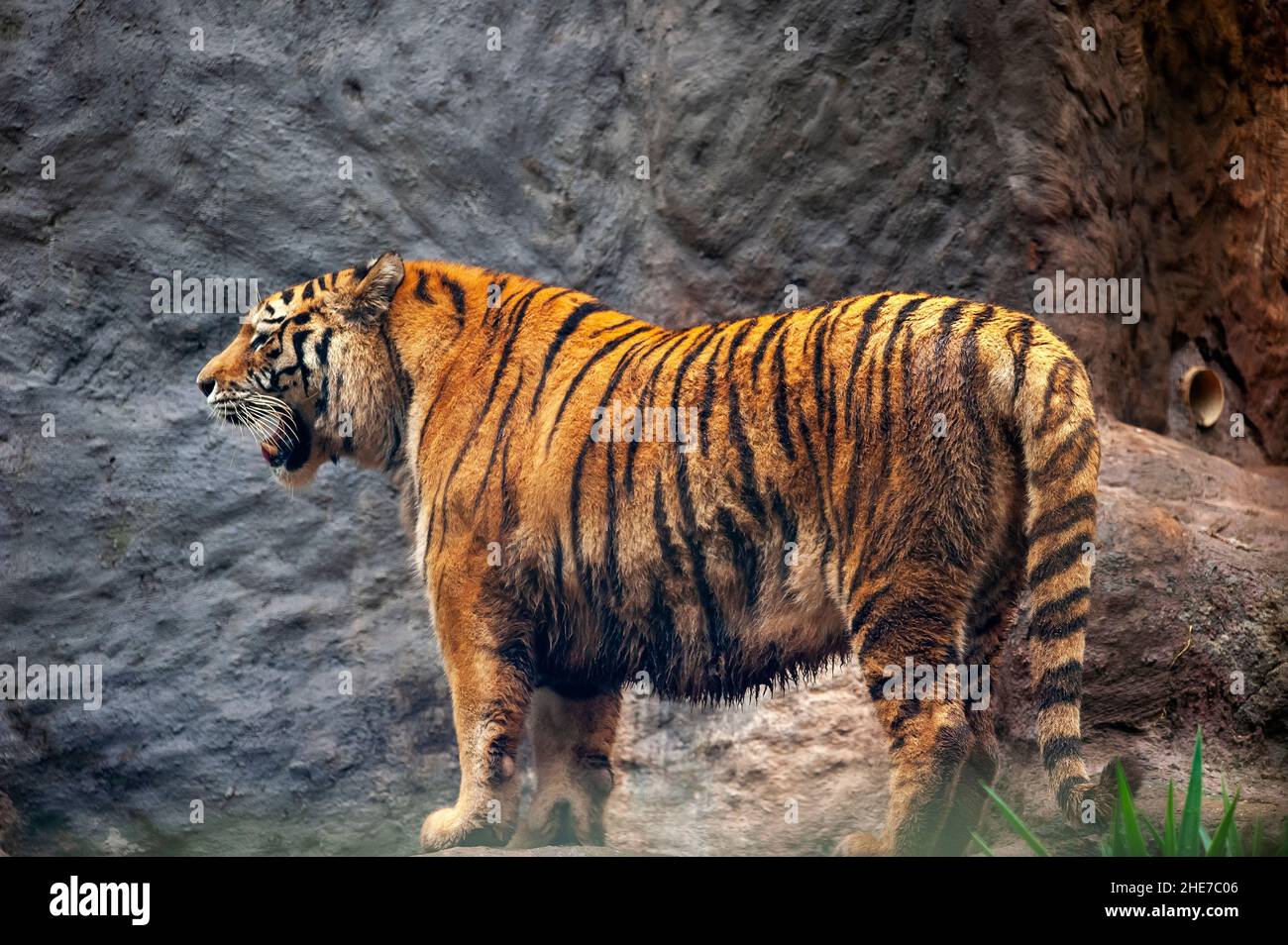 Tiger (Felis tigris), the biggest member of the cat family Stock Photo ...