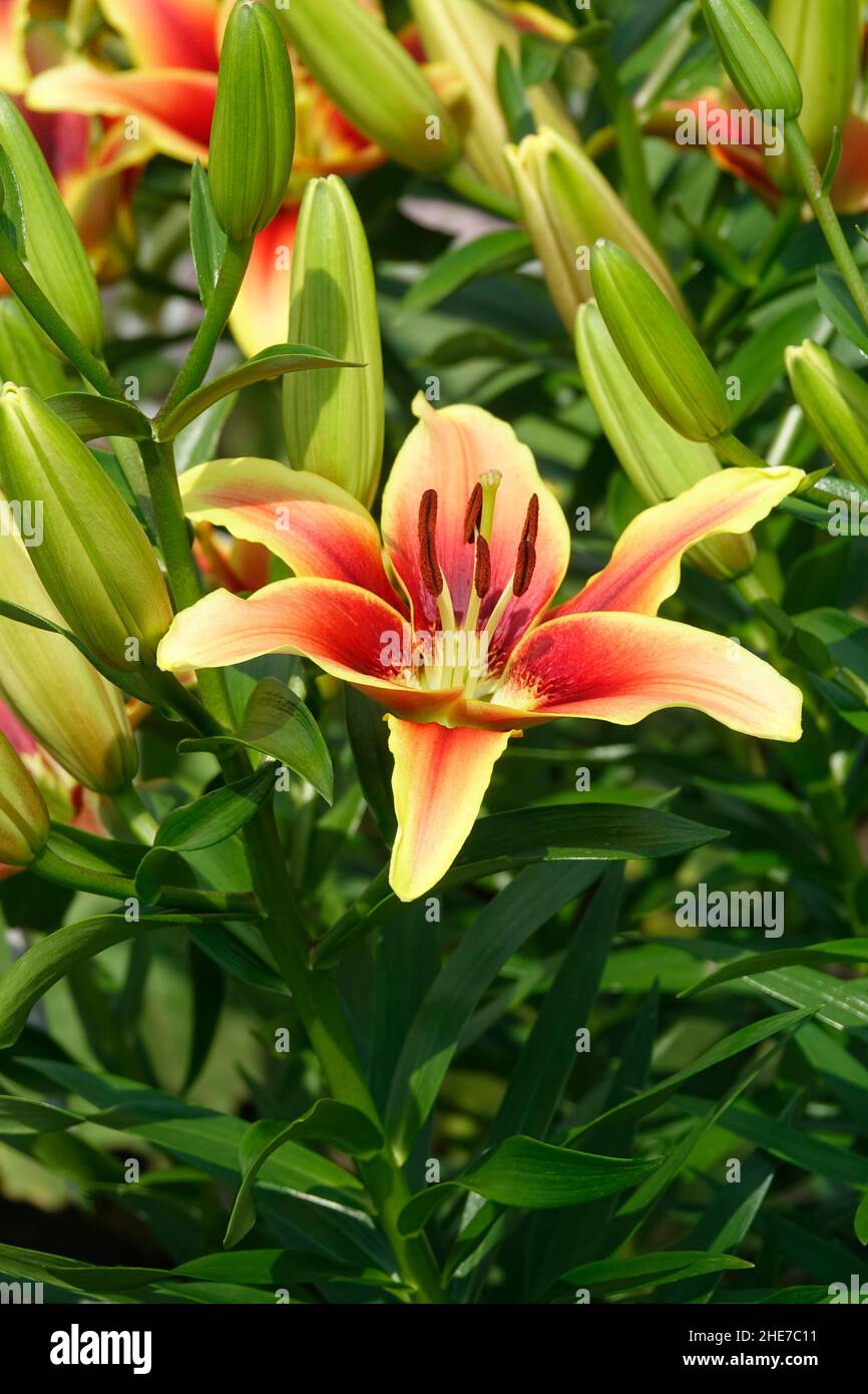 A Cluster of Yellow Lilies, Red Center Throat, Lilium Bulbiferum, with ...