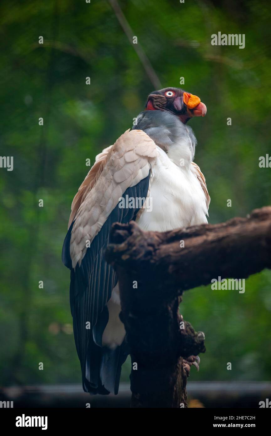 The king vulture (Sarcoramphus papa) is a large bird found in Central ...