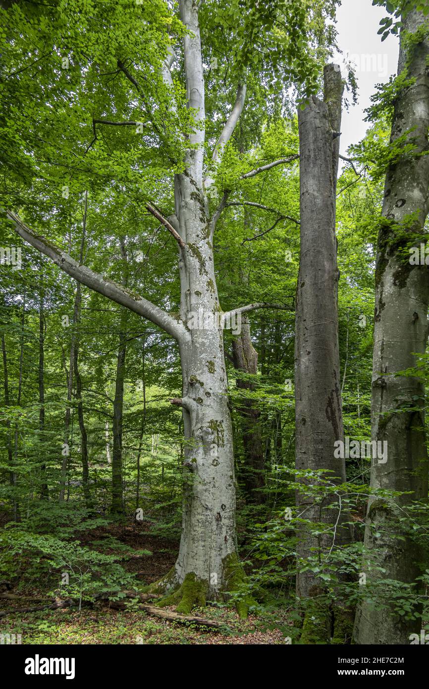 Rotbuche (Fagus sylvatica Stock Photo - Alamy