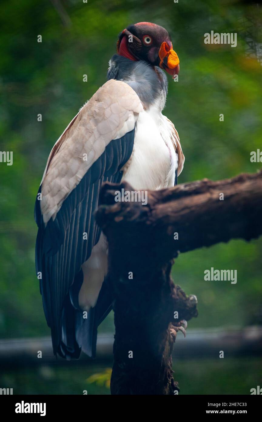 The king vulture (Sarcoramphus papa) is a large bird found in Central ...