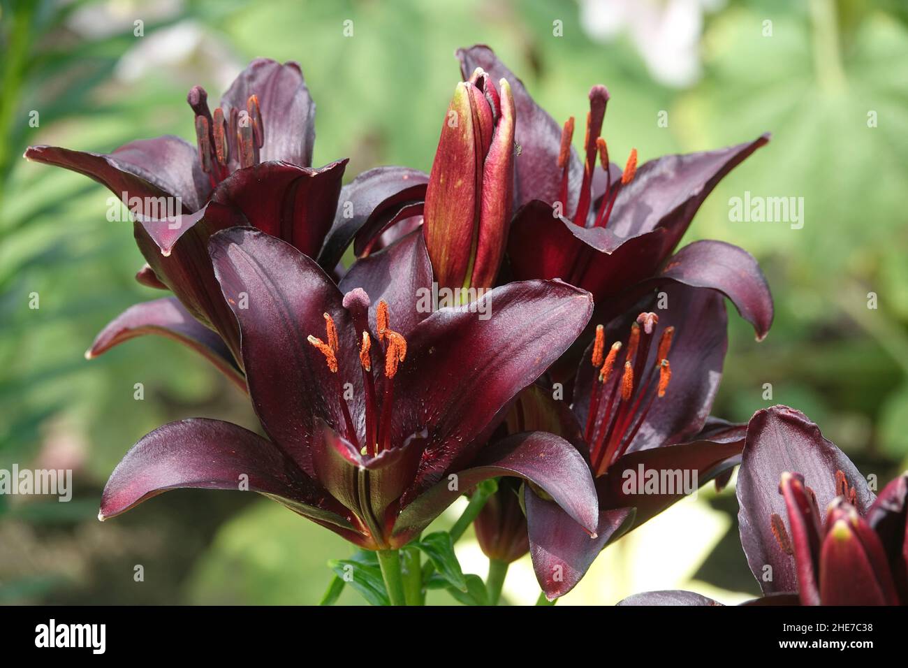 Deep burgundy blooms hi-res stock photography and images - Alamy