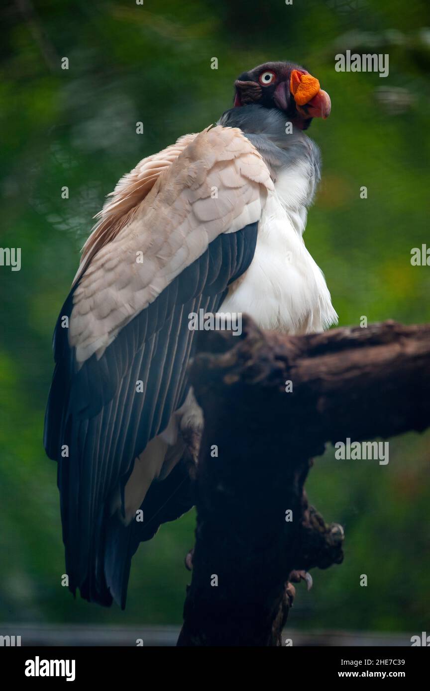 Vulture of central america hi-res stock photography and images - Alamy