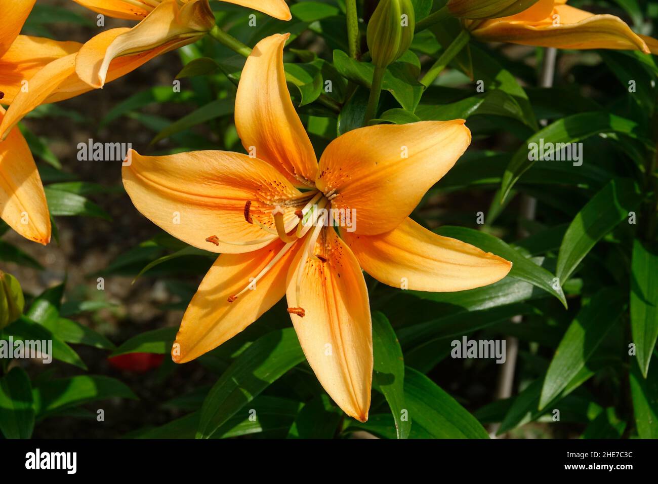 One Orange Asiatic Lily, Lilium Bulbiferum among a Cluster of Lilies ...