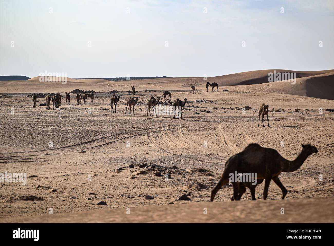 Ambience during the Stage 7 of the Dakar Rally 2022 between Riyadh and ...