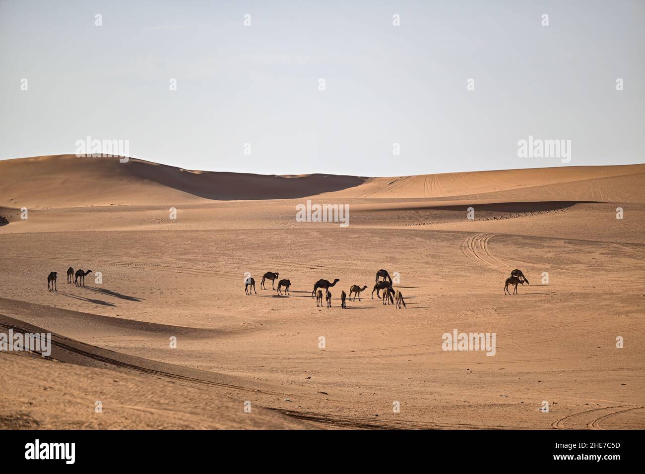 Ambience during the Stage 7 of the Dakar Rally 2022 between Riyadh and ...