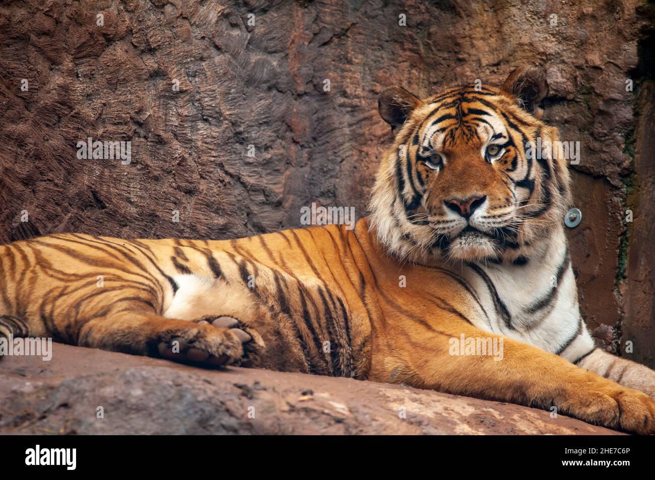 Tiger (Felis tigris), the biggest member of the cat family Stock Photo ...