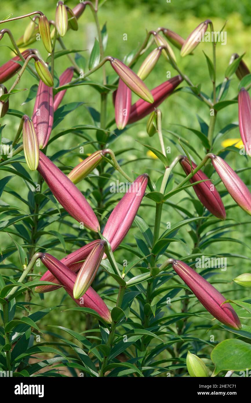 A Cluster of New Buds Blooming, Dark Pink Large Bud, Magenta Lilies ...