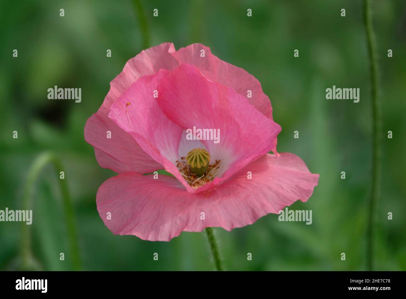 Fully open poppy hi-res stock photography and images - Alamy