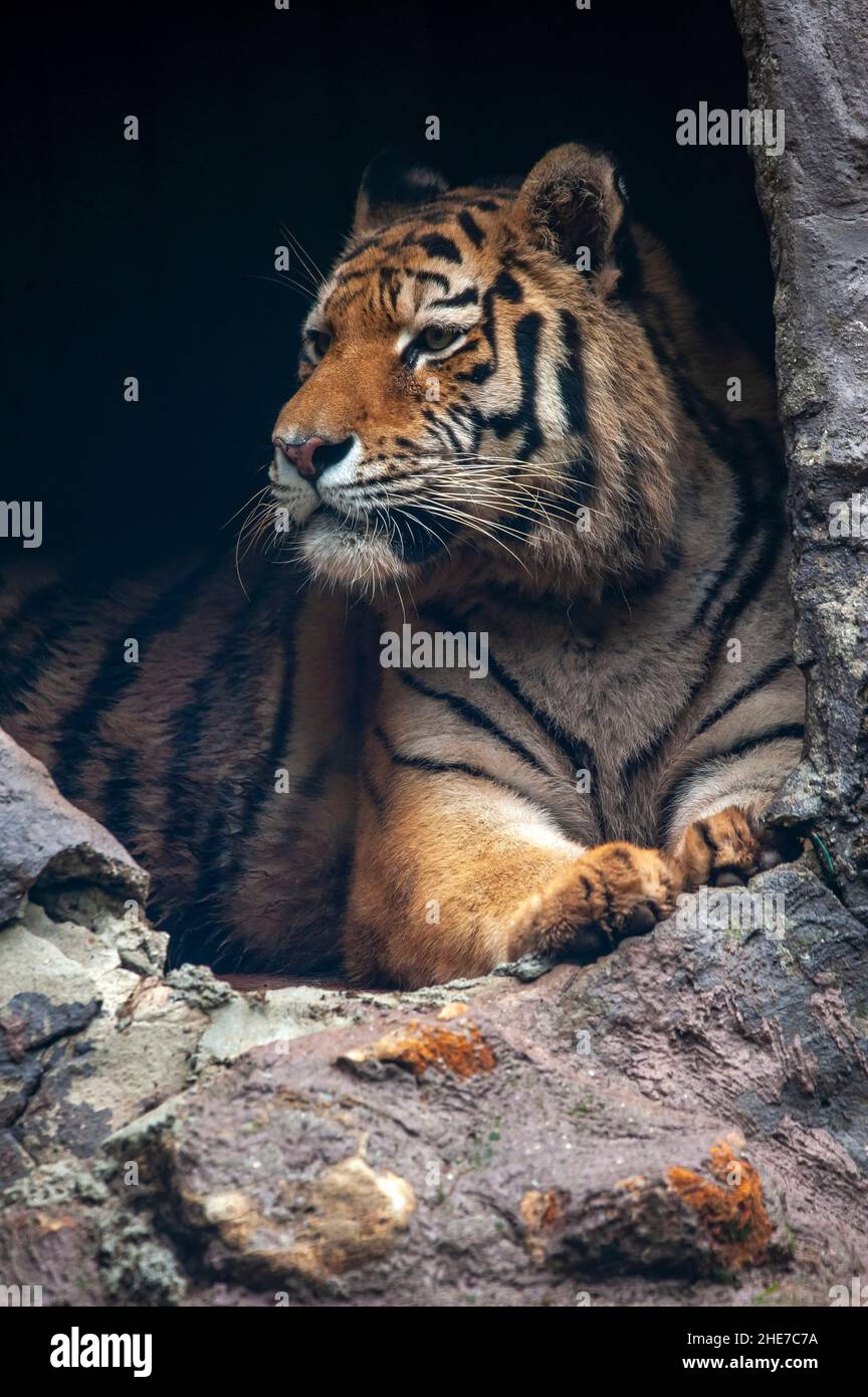 Tiger (Felis tigris), the biggest member of the cat family Stock Photo ...