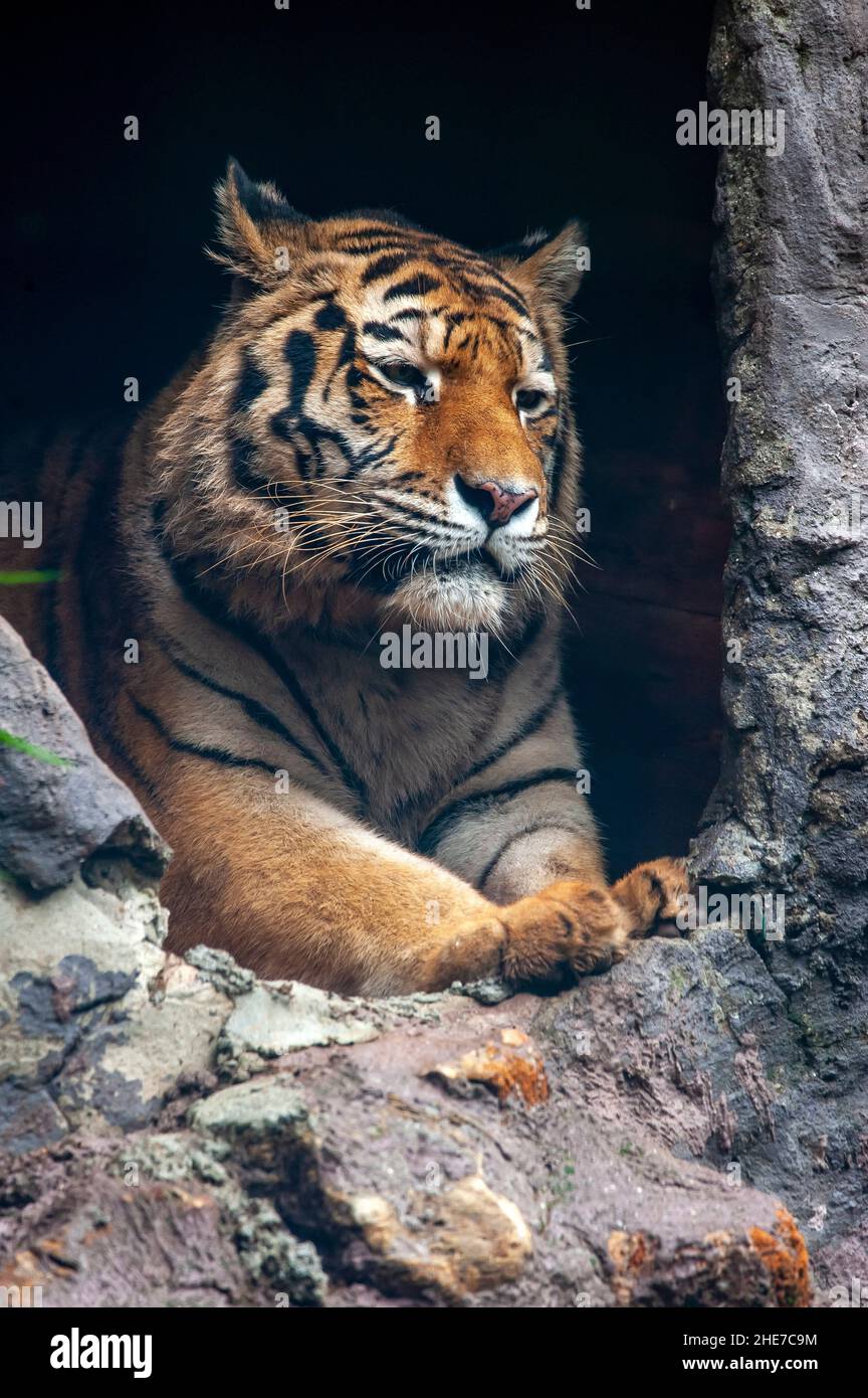 Tiger (Felis tigris), the biggest member of the cat family Stock Photo ...