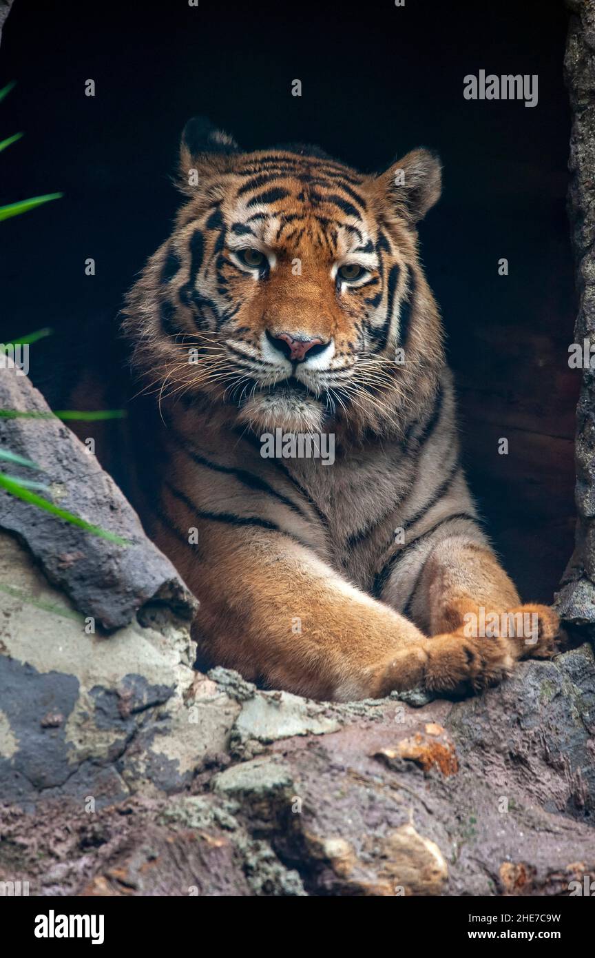 Tiger (Felis tigris), the biggest member of the cat family Stock Photo ...