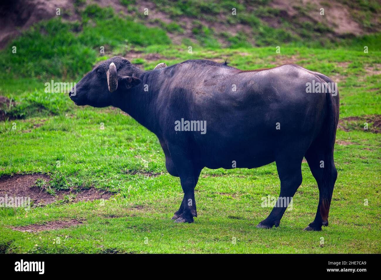 Water buffalo is a large bovid originating in the Indian subcontinent ...
