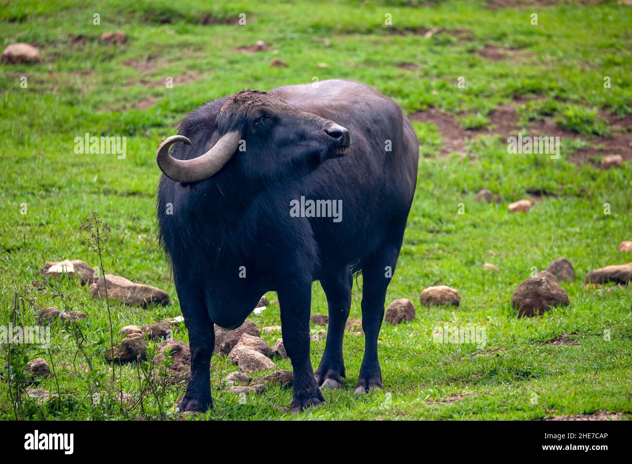 Water buffalo is a large bovid originating in the Indian subcontinent ...