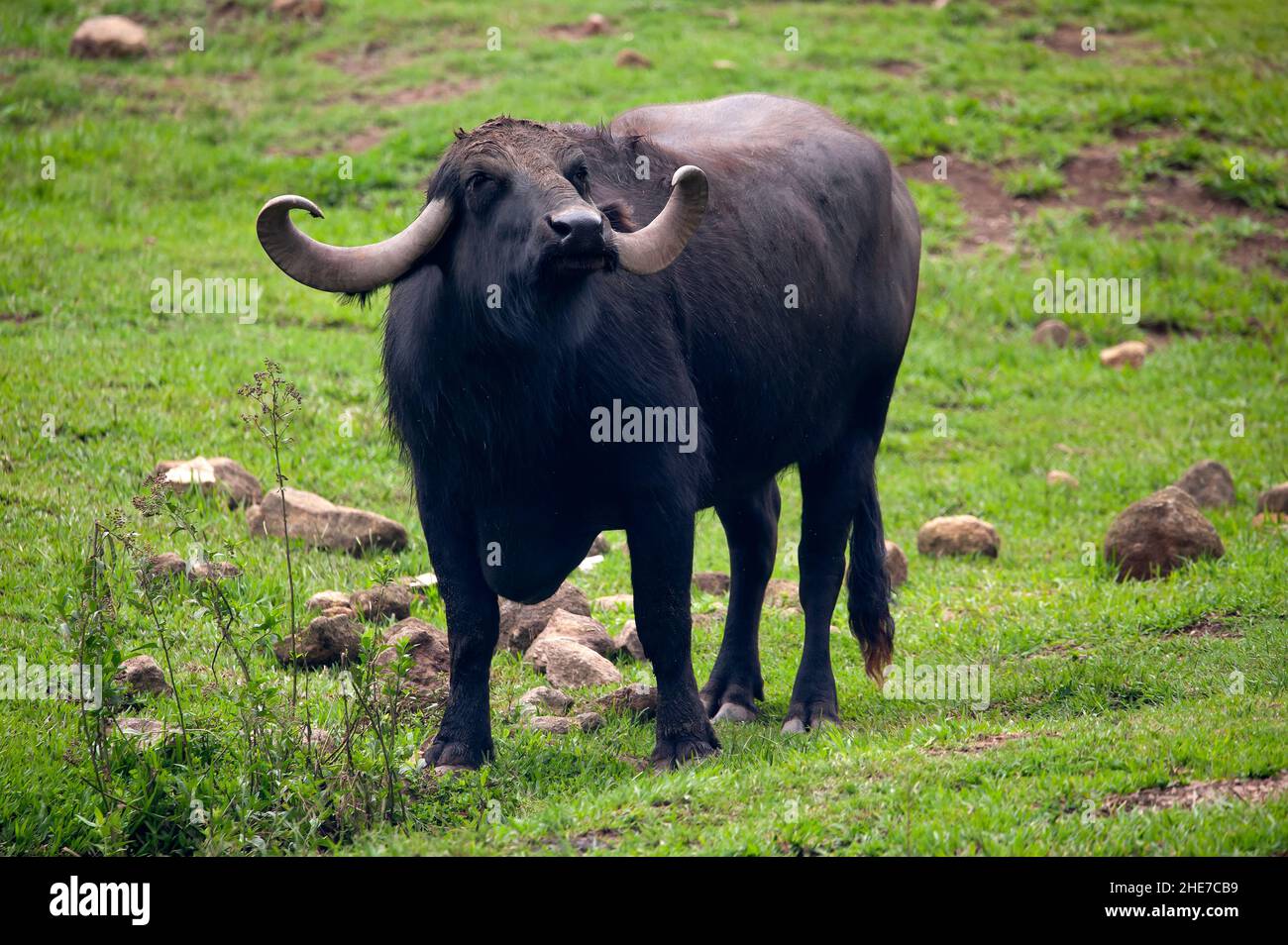 Water buffalo is a large bovid originating in the Indian subcontinent ...