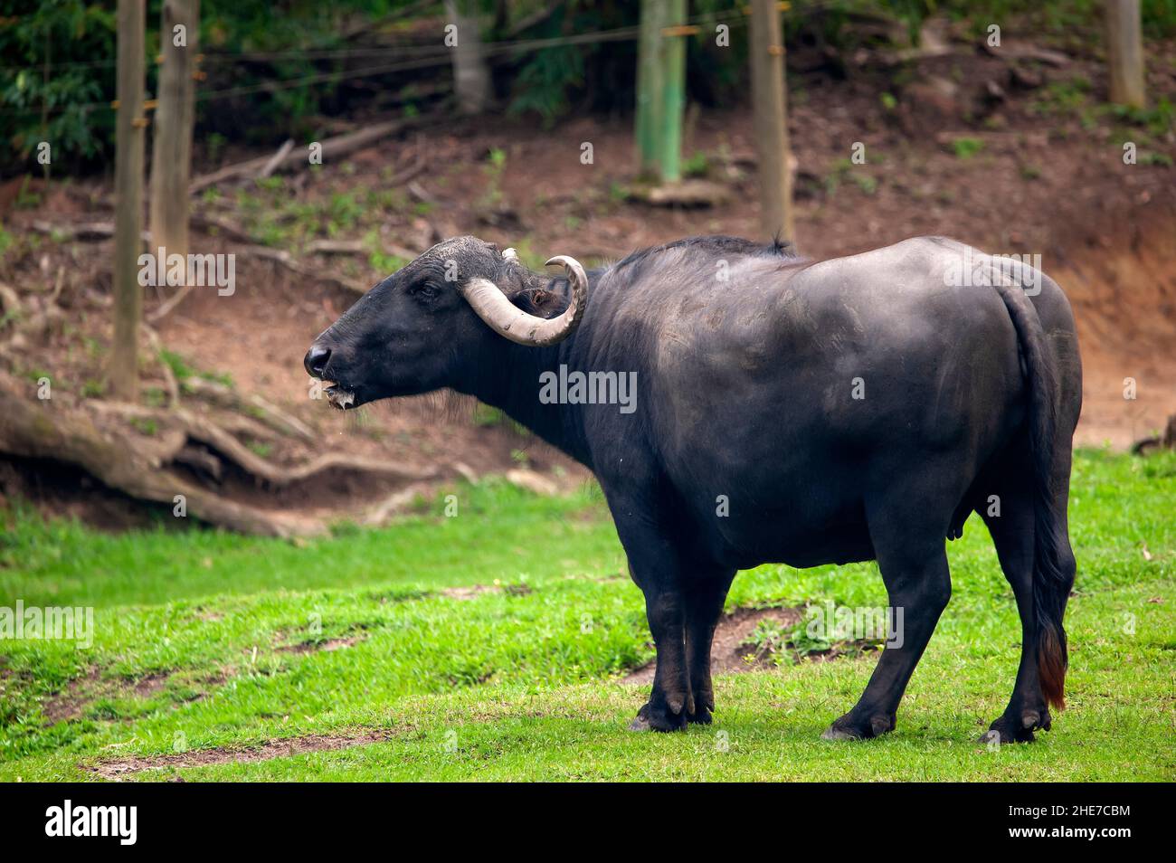 Water buffalo is a large bovid originating in the Indian subcontinent ...
