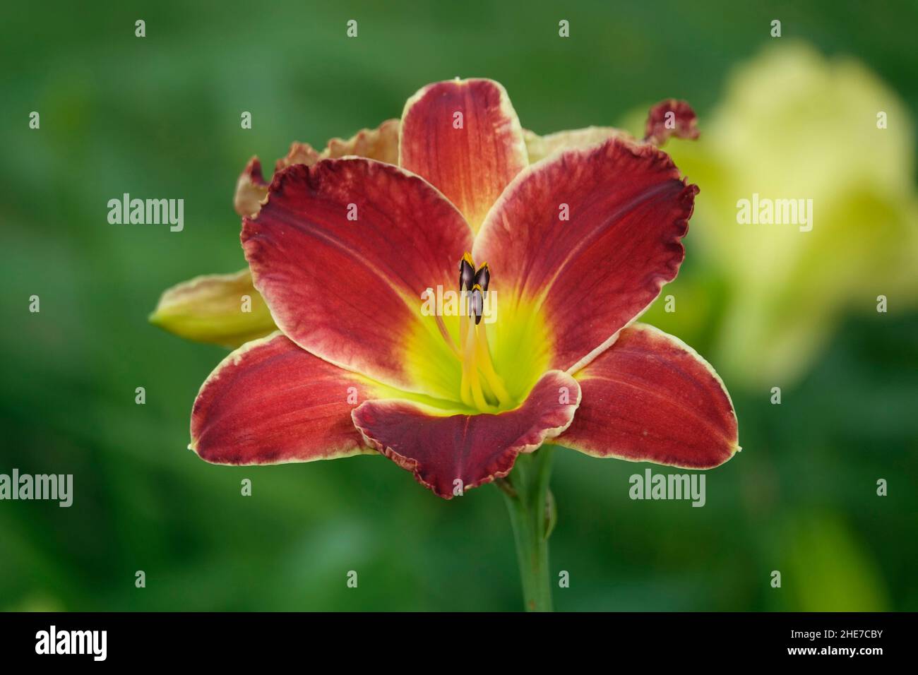 One Red DayLily with Yellow Green Center In a Spring Garden Selective ...