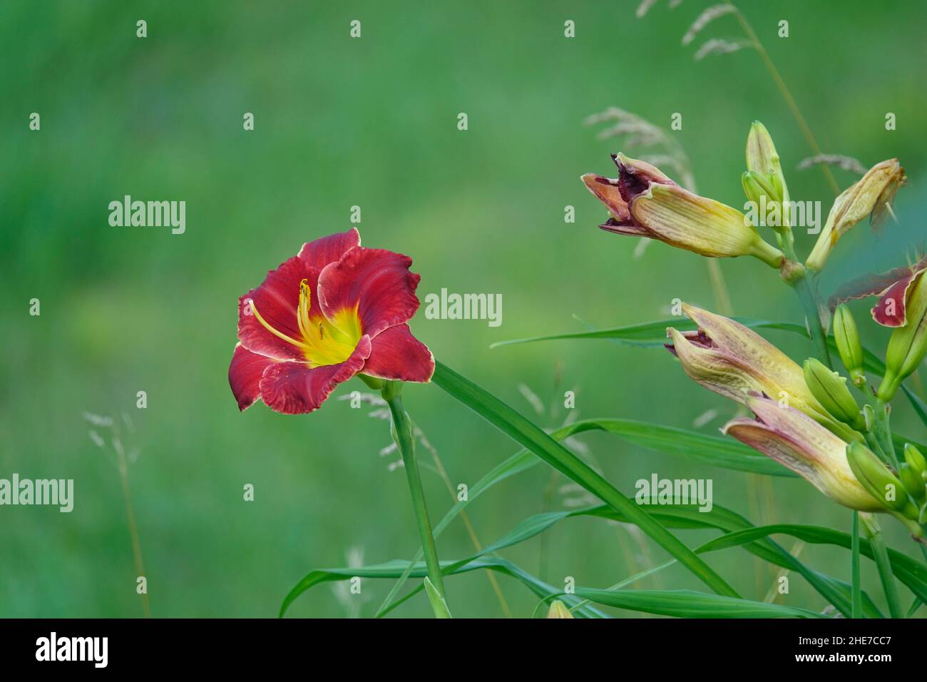 Hemerocallis Daylily Day Lily Red Petals with Yellow Center eye throat ...
