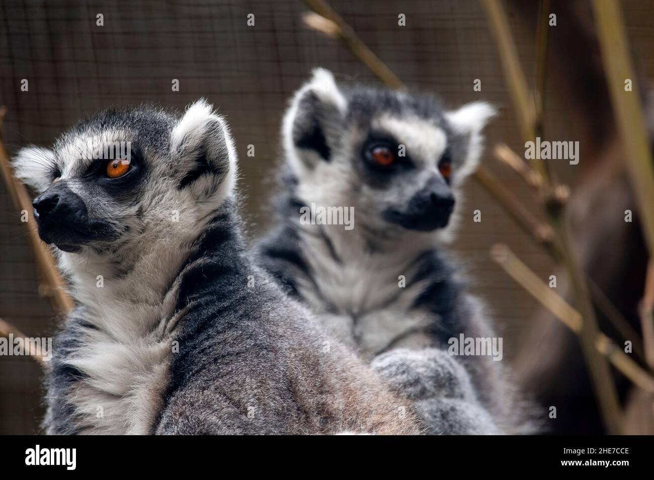 Lemur, a primate which is endemic to Madagascar, Zoopark Itatiba, São ...