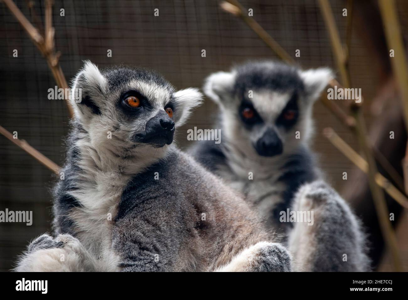 Lemur, a primate which is endemic to Madagascar, Zoopark Itatiba, São ...