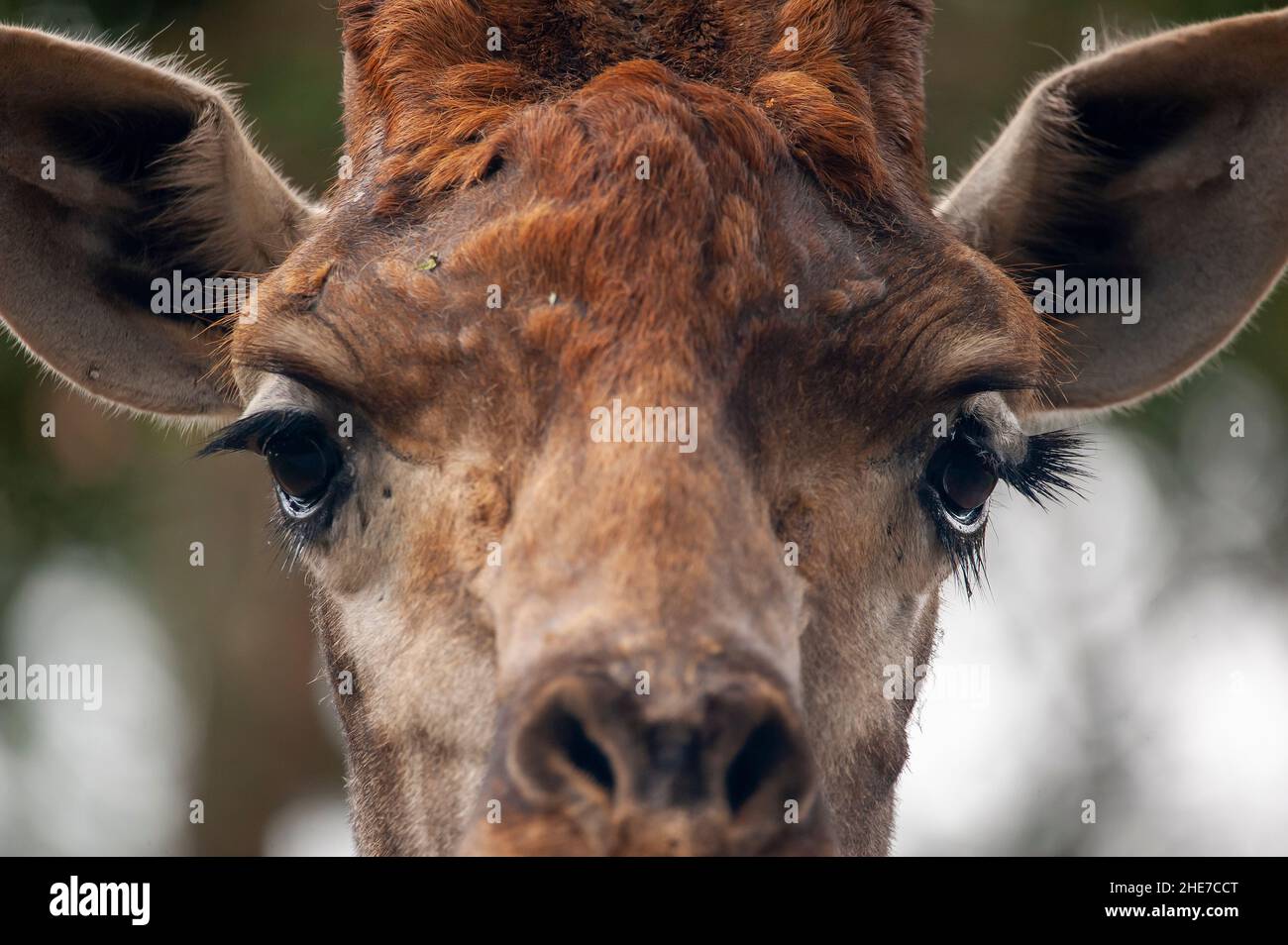 Giraffe close up, cute eyes Stock Photo - Alamy