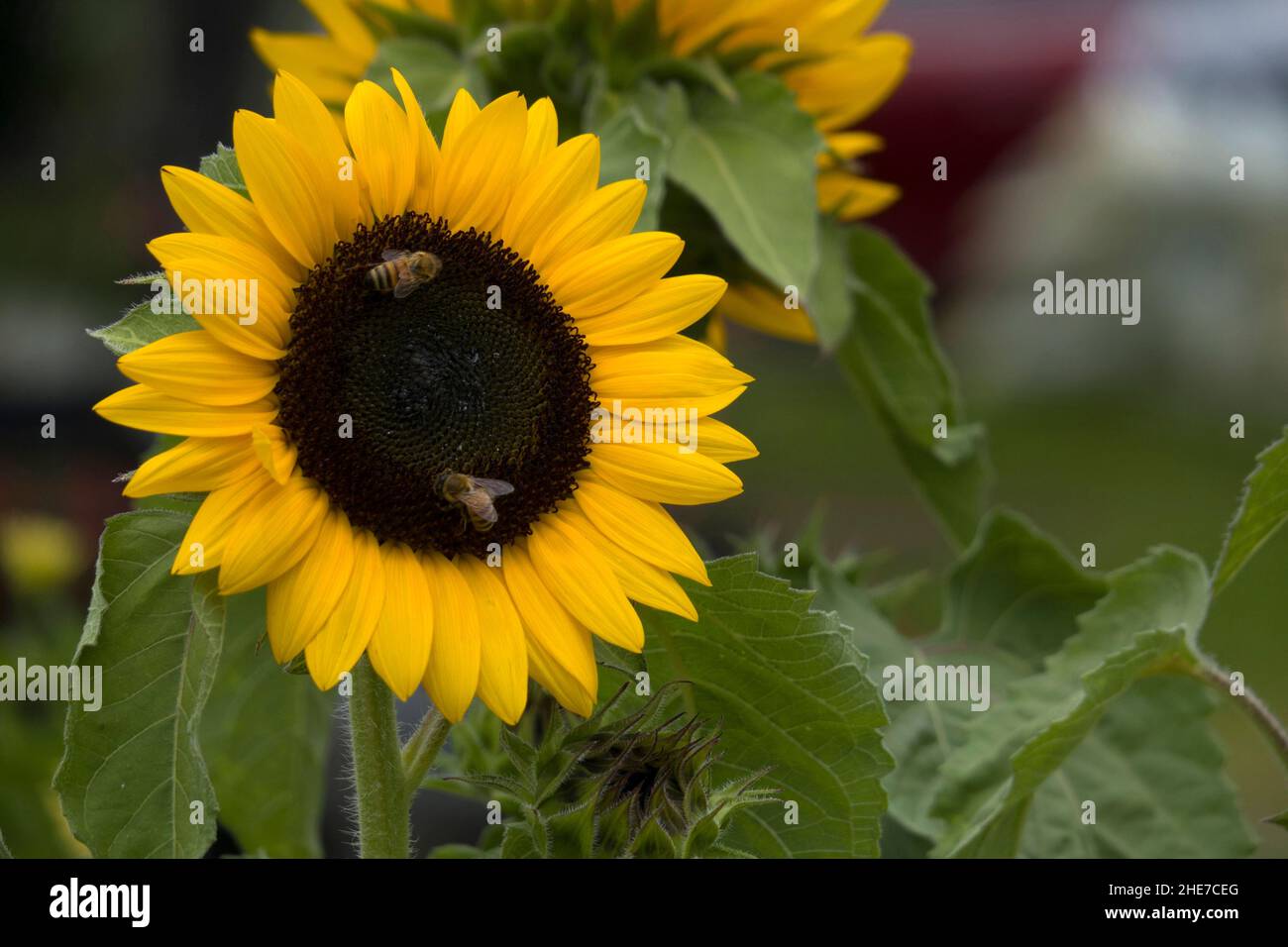 One Yellow Suntastic Sunflower, Black Center Pollen Attracts Two ...