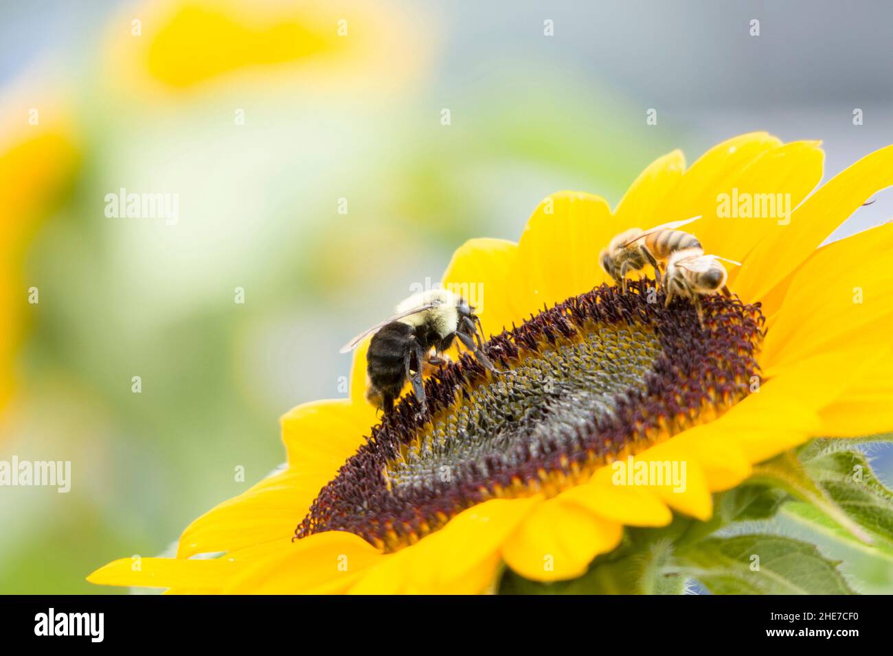 Black center of a sunflower hi-res stock photography and images - Alamy