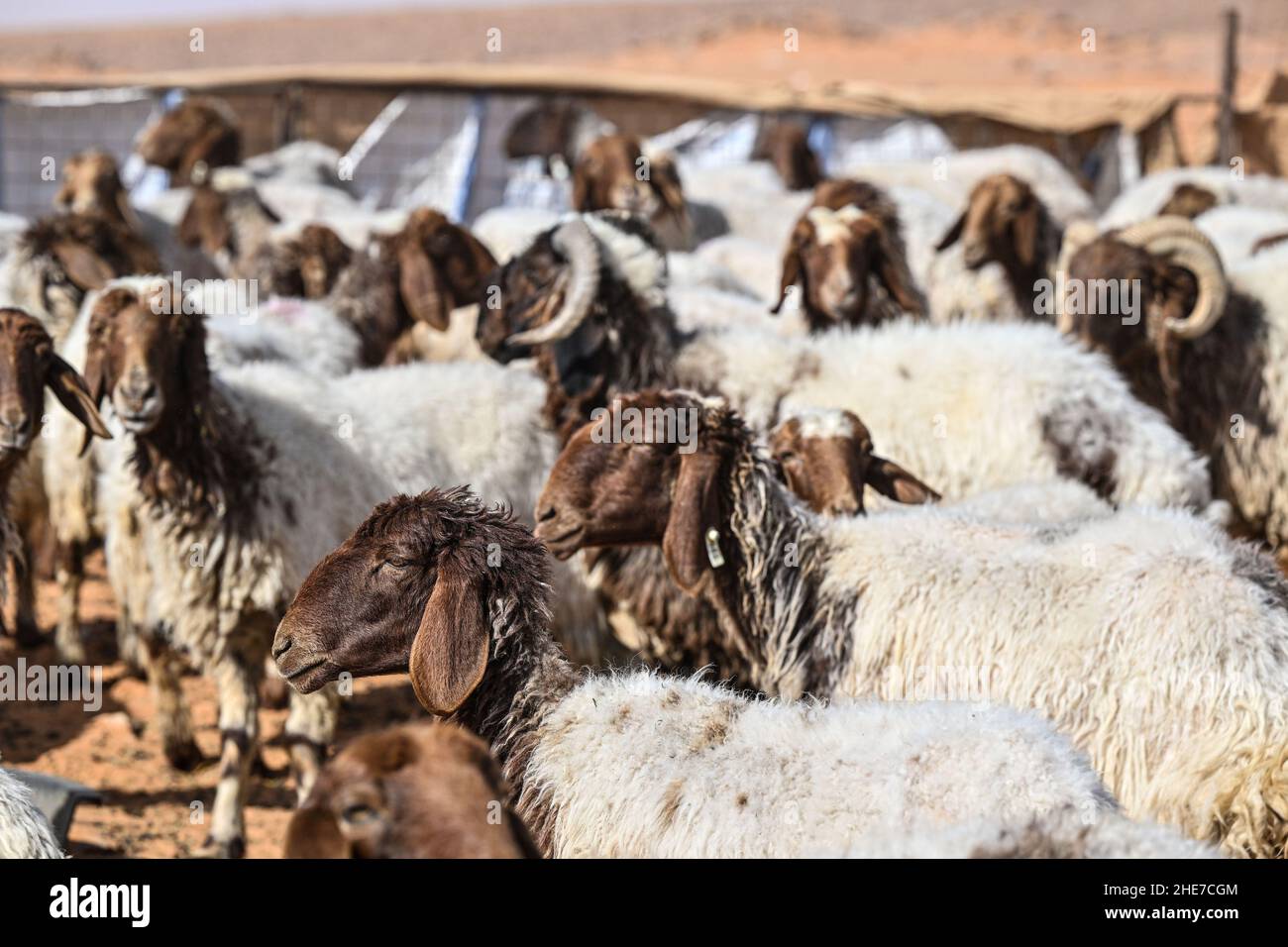 Ambienceduring the Stage 7 of the Dakar Rally 2022 between Riyadh and ...