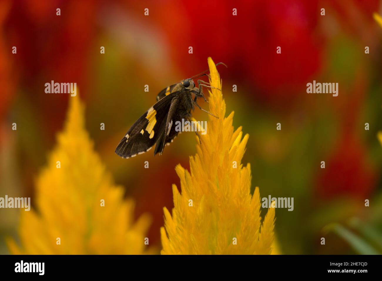 Celosia Argentea Century Yellow Cockscomb Plant Plumosa Nectar Attracts ...
