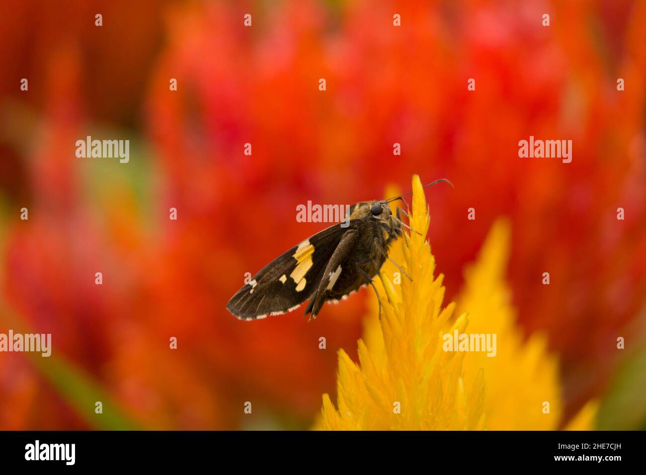 Celosia Argentea Century Yellow Cockscomb Plant Plumosa Nectar Attracts ...