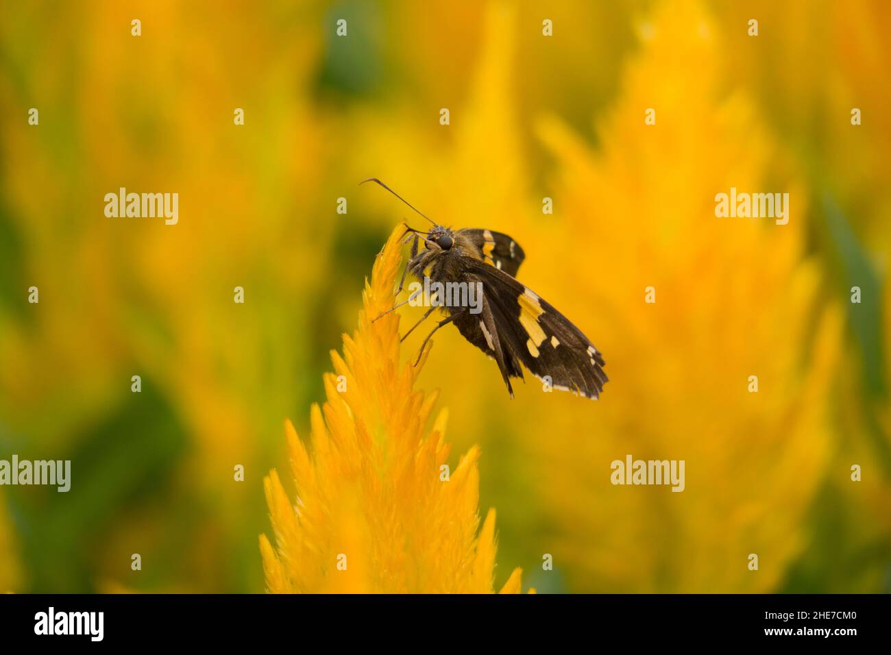 Celosia Argentea Century Yellow Cockscomb Plant Plumosa Nectar Attracts ...