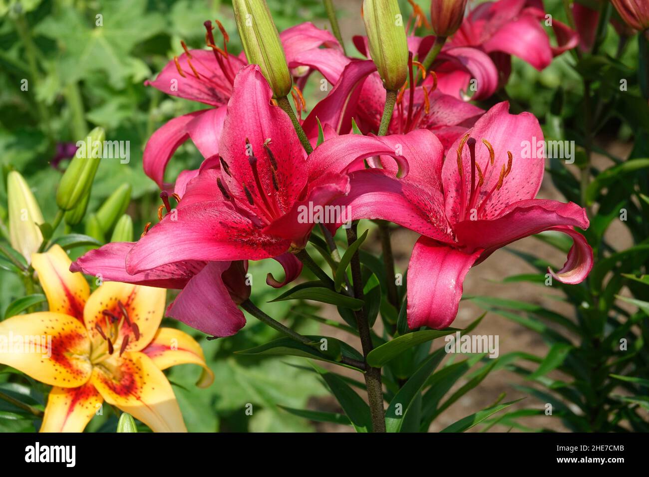 Tiny ghost lily hi-res stock photography and images - Alamy