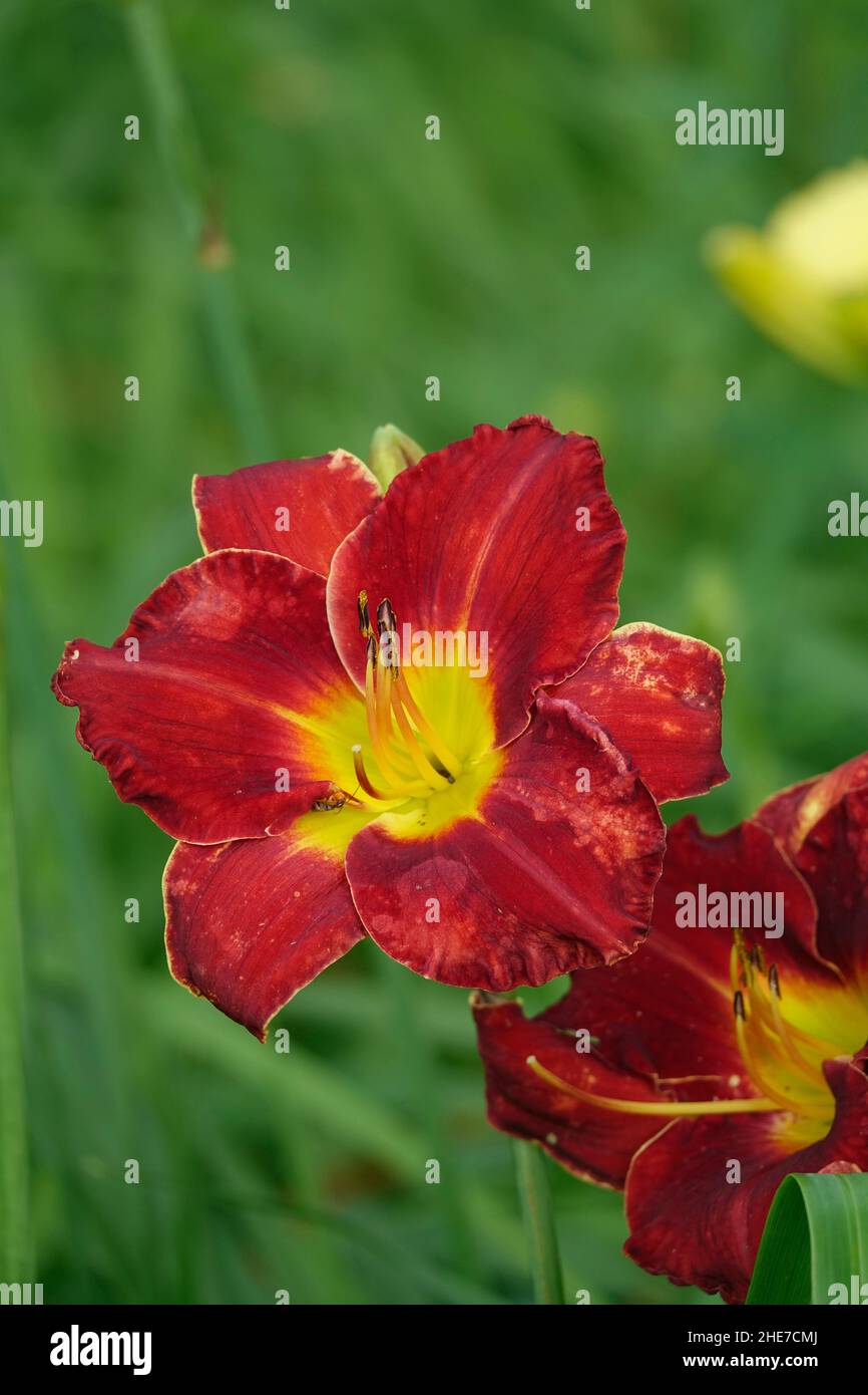 Hemerocallis Daylily Daylilies Red Petals Yellow Center eye throat zone ...