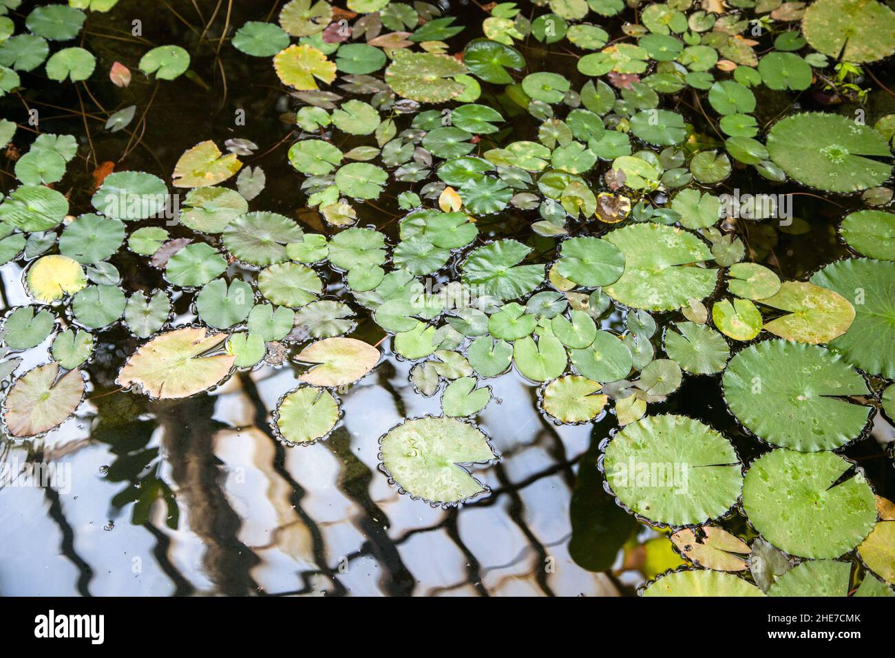 Top view lotus leaves hi-res stock photography and images - Alamy