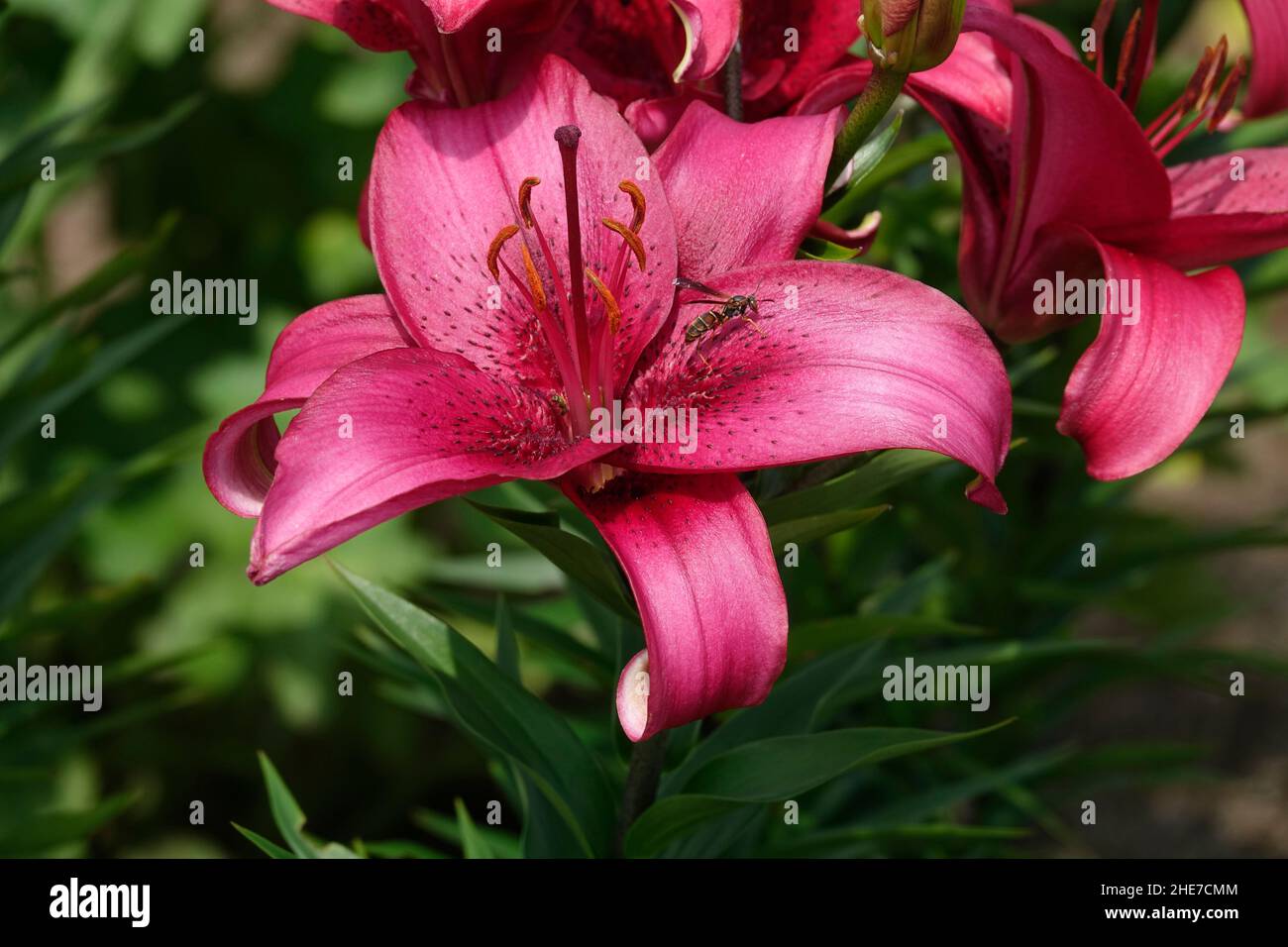 Tiny Ghost Asiatic Lily