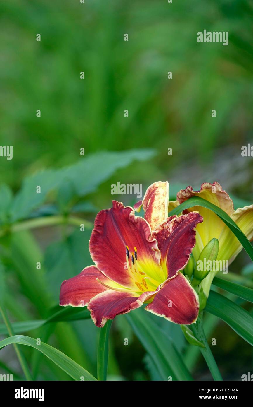 Hemerocallis Daylily Daylilies Red Petals Yellow Center eye throat zone ...