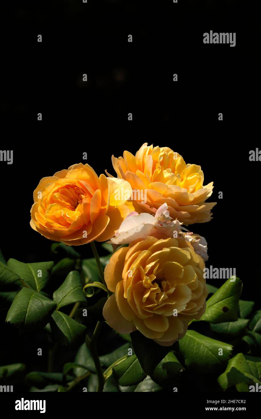 Large Golden Celebration Rose Flowers English Roses Yellow Golden ...