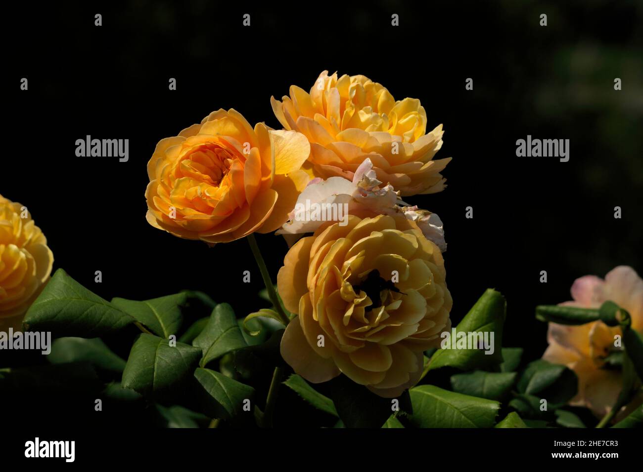 Large Golden Celebration Rose Flowers English Roses Yellow Golden ...