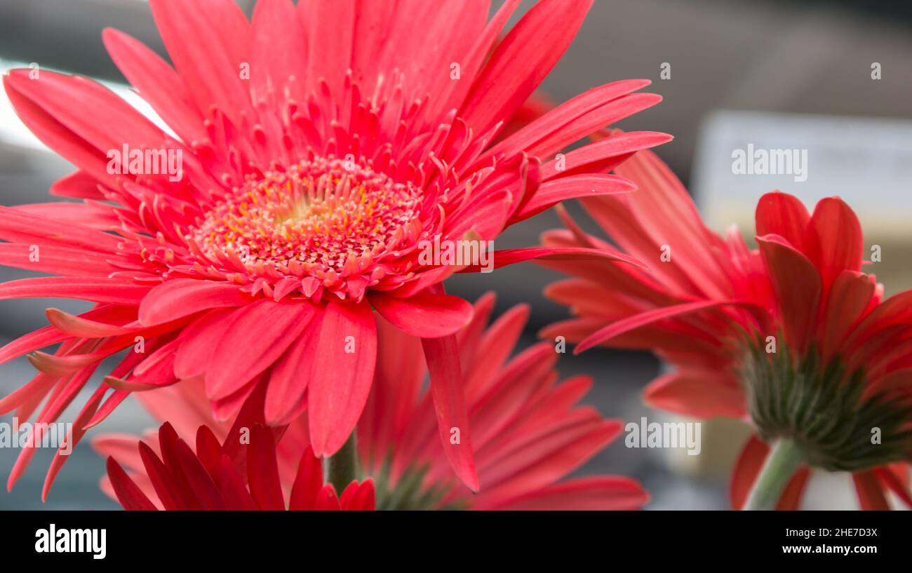 Beautiful red gerbera hi-res stock photography and images - Alamy
