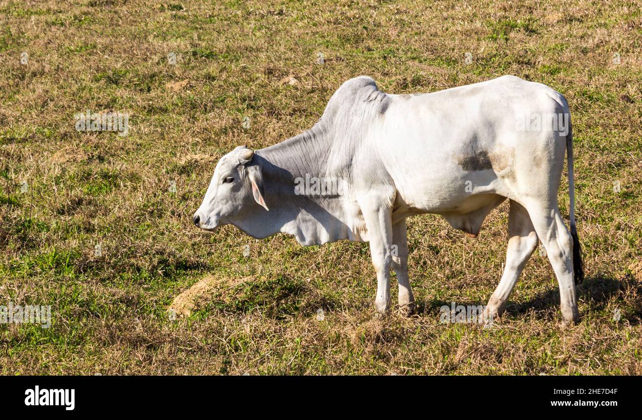 Zebu cow hi-res stock photography and images - Alamy