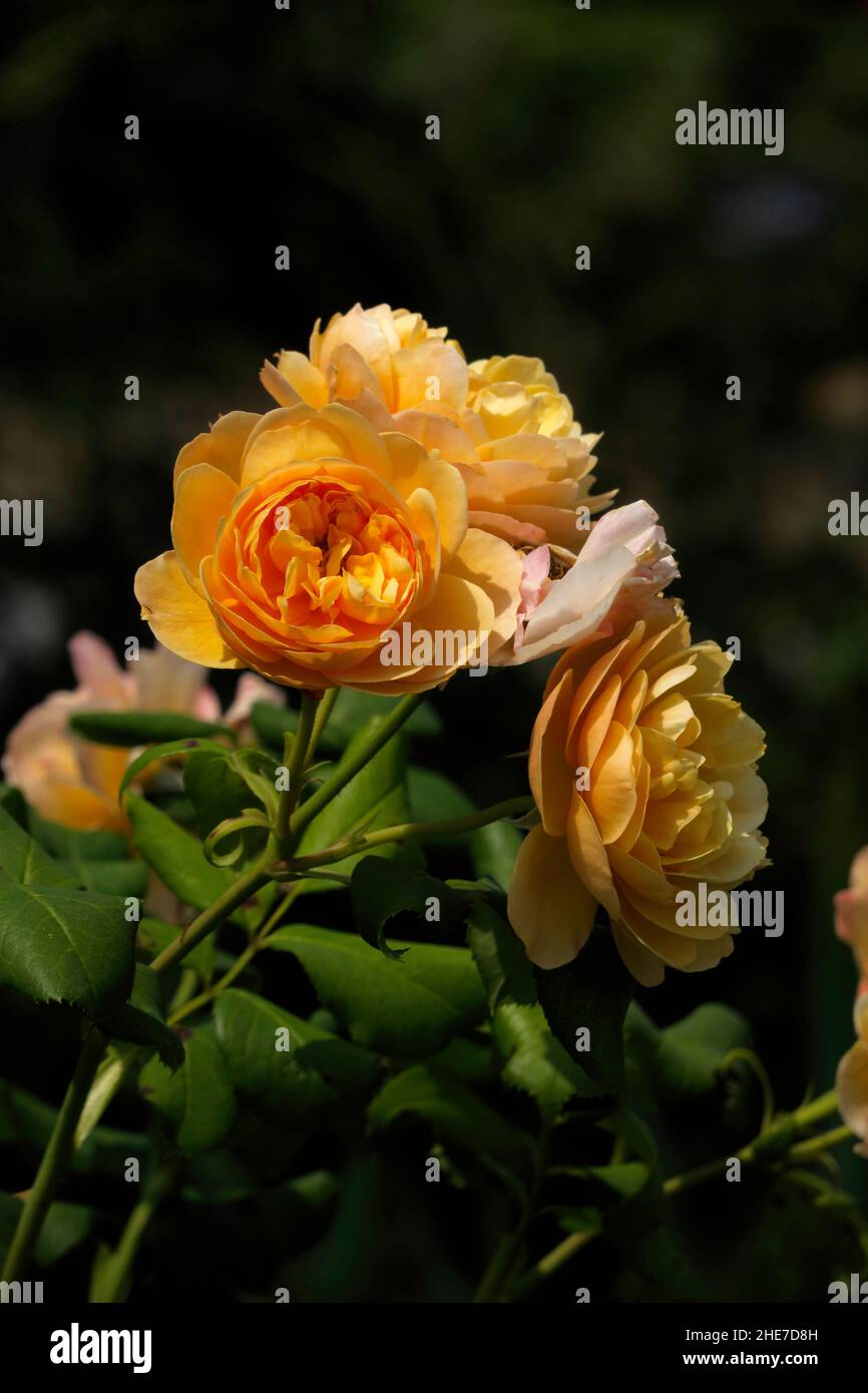 Large Golden Celebration Rose Flowers English Roses Yellow Golden ...