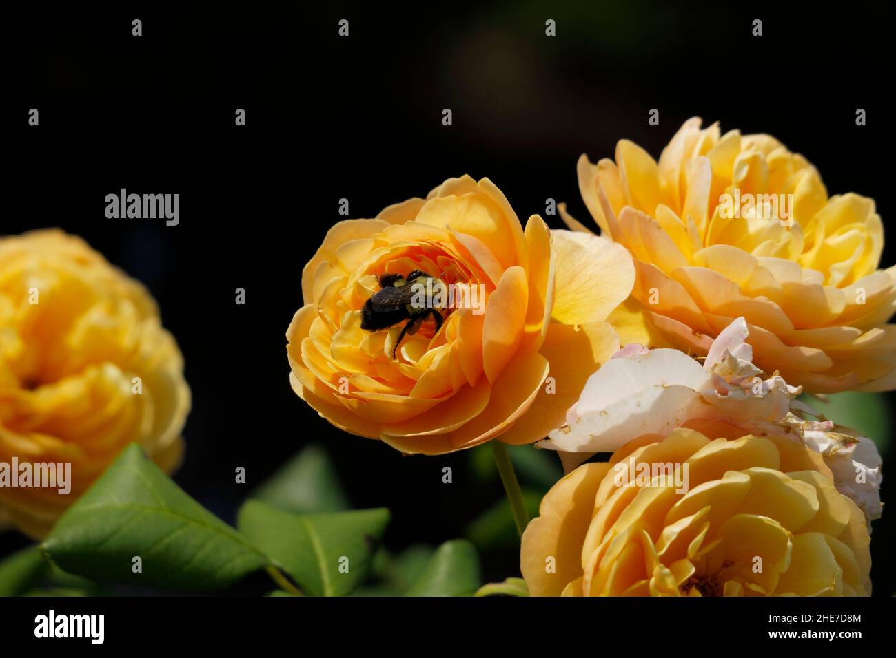 Large Golden Celebration Rose Flowers English Roses Yellow Golden ...