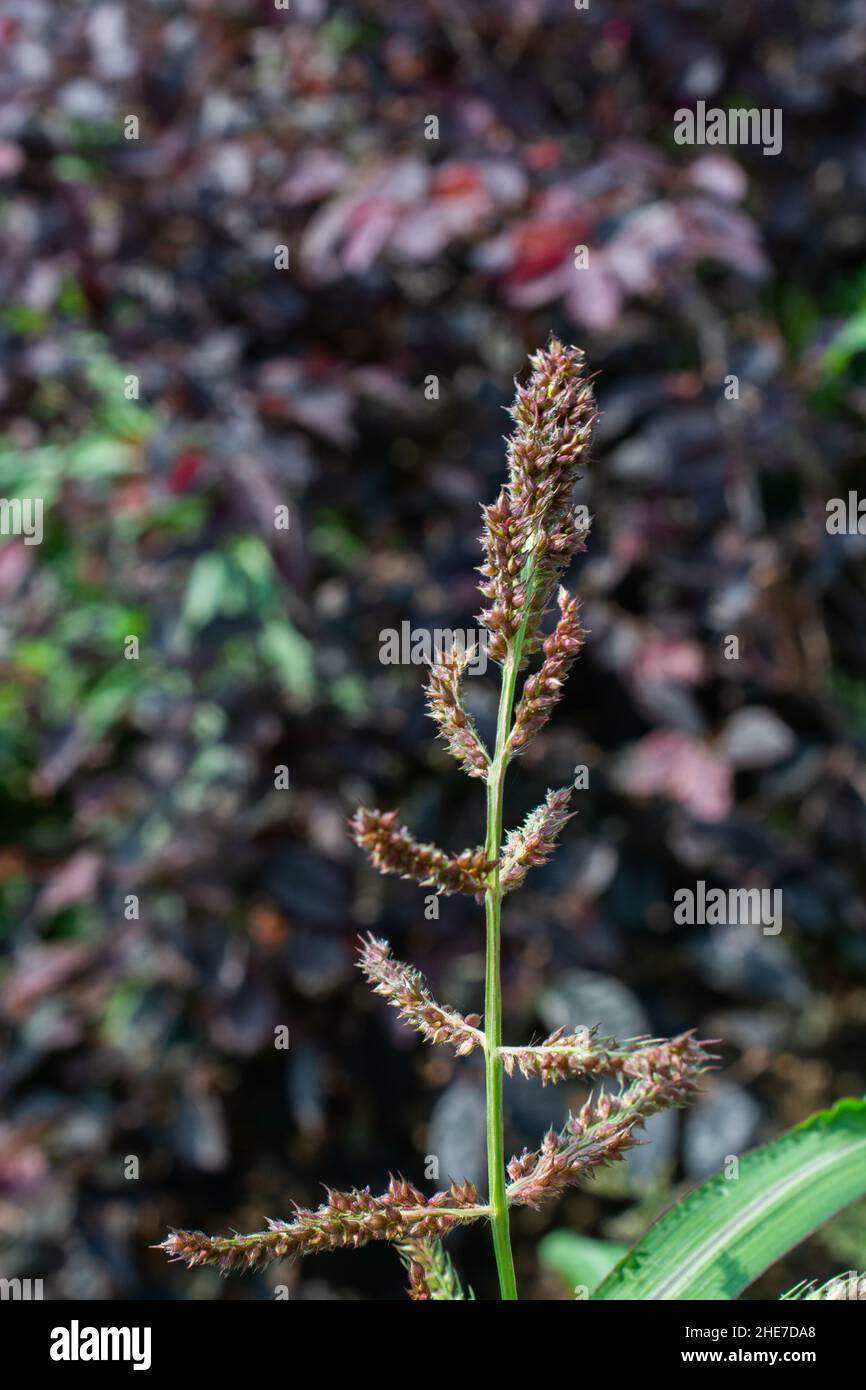 Common bluegrass plant in a field Stock Photo - Alamy