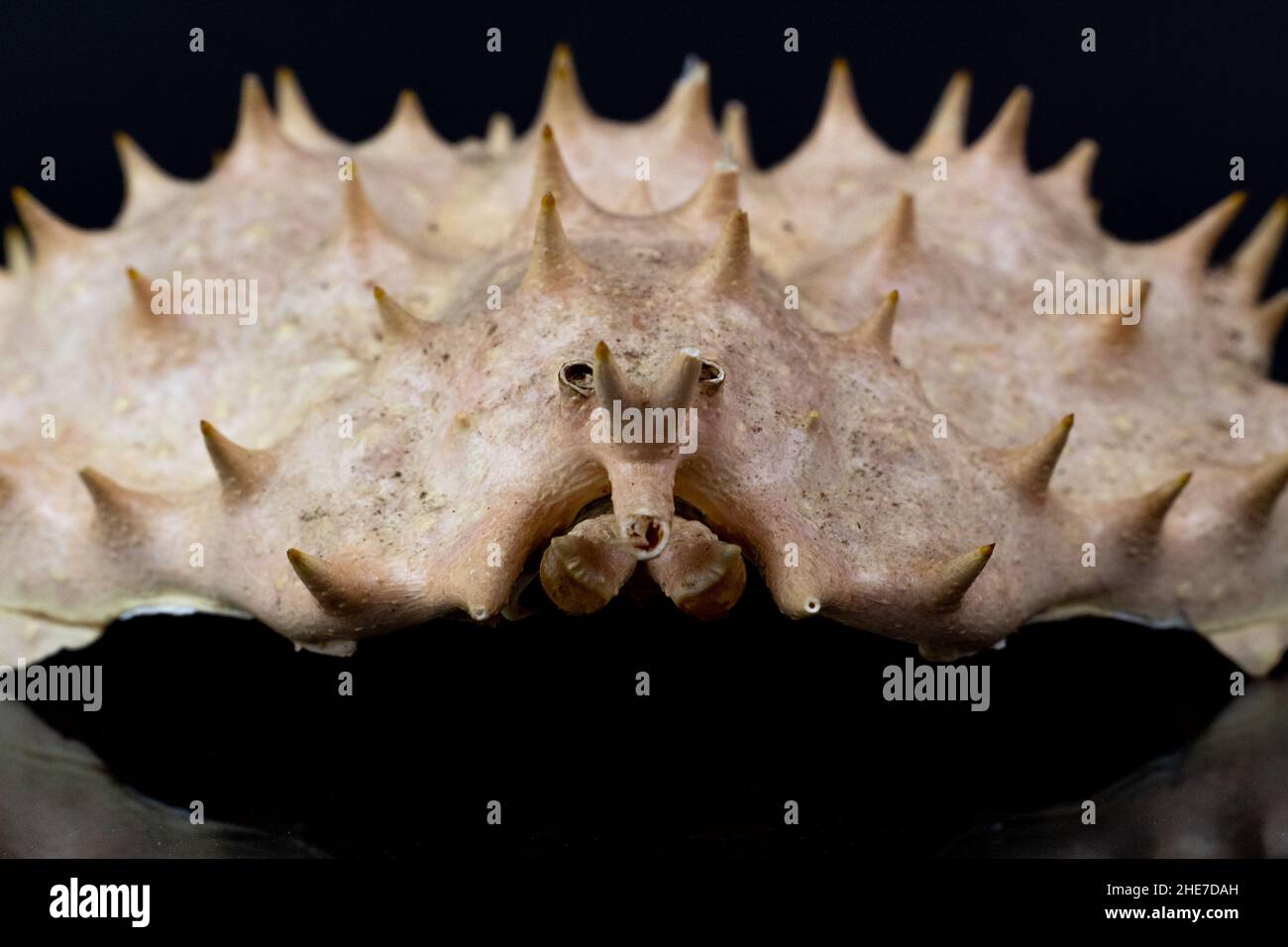 Photo of a spiked shell and a black background Stock Photo - Alamy