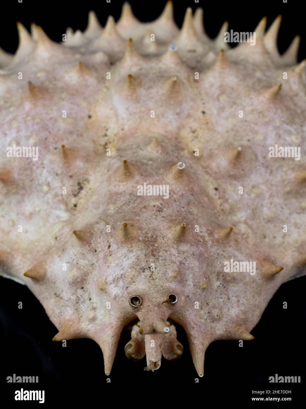 Spiked shell hi-res stock photography and images - Alamy