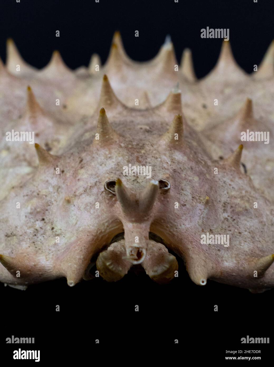 Spiked shell hi-res stock photography and images - Alamy