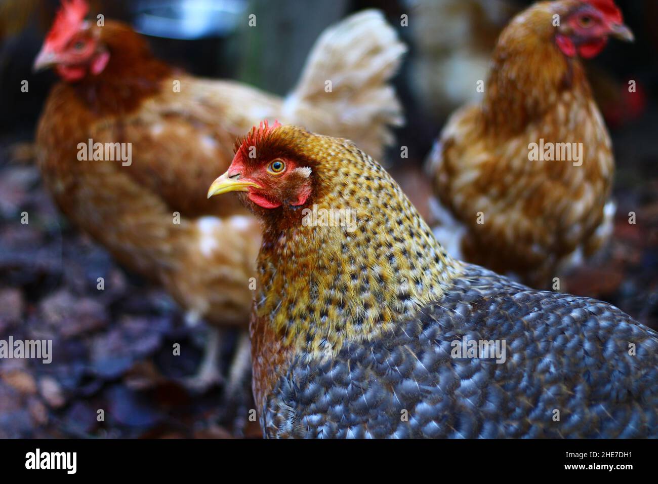 Beautiful chickens hi-res stock photography and images - Alamy